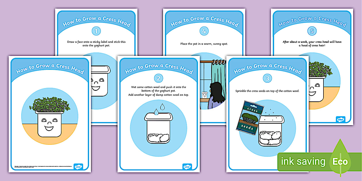 Editable How to Grow a Cress Head Display Posters - Twinkl