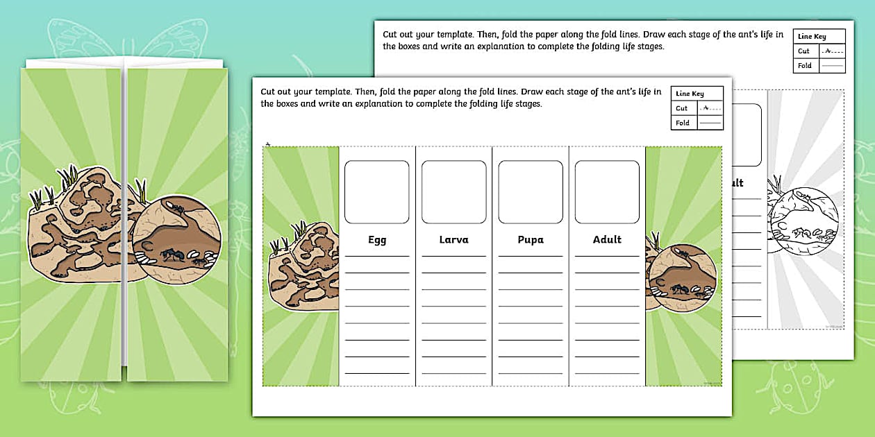 Ant Folding Life Stages Template (teacher made) - Twinkl