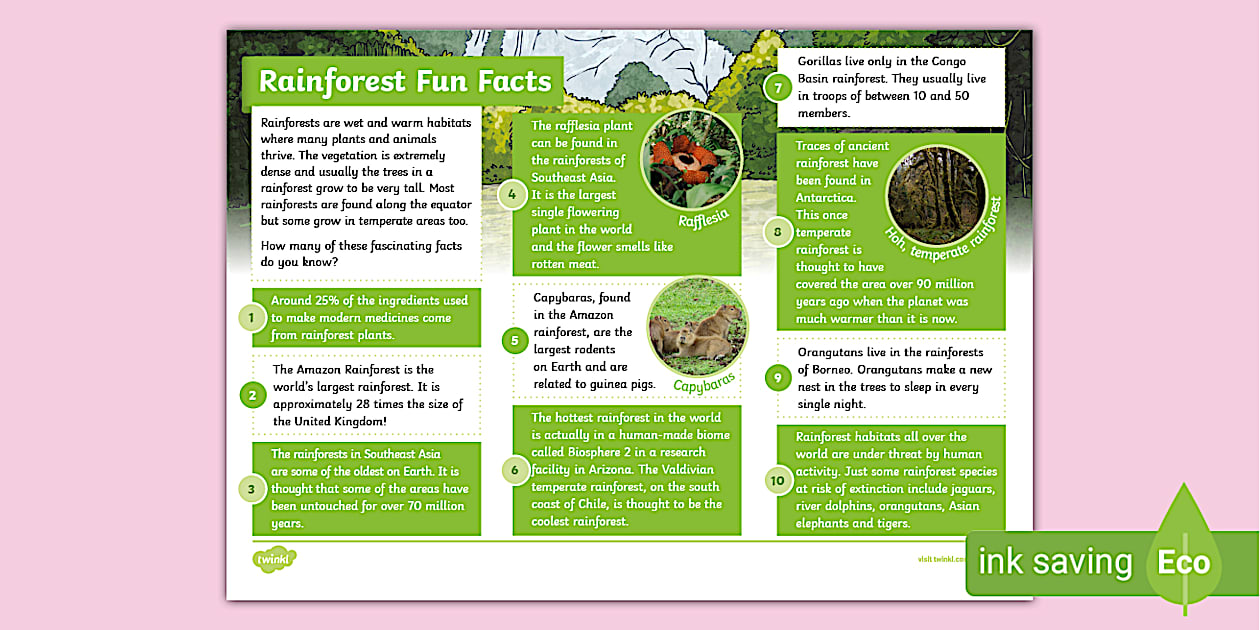 Rainforest Fun Facts Fact File - KS2 - Geography - Twinkl