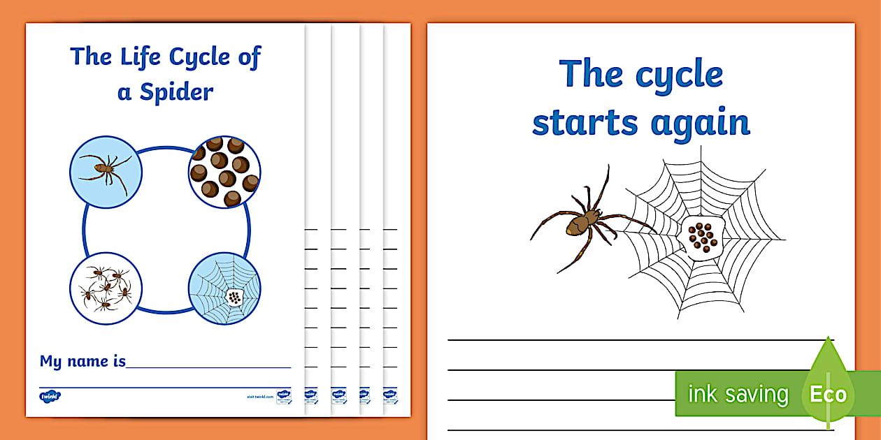 Cursive Life Cycle of a Spider Workbook (teacher made)