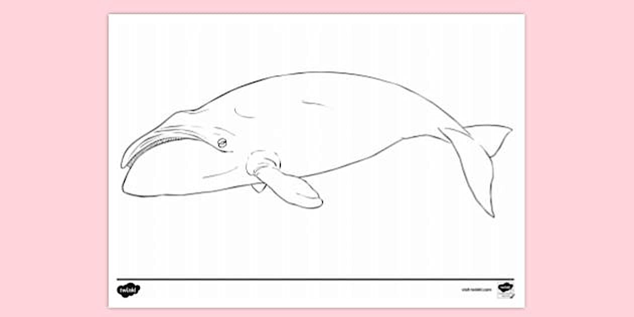 Bowhead Whale Colouring | Colouring Sheets (teacher made)