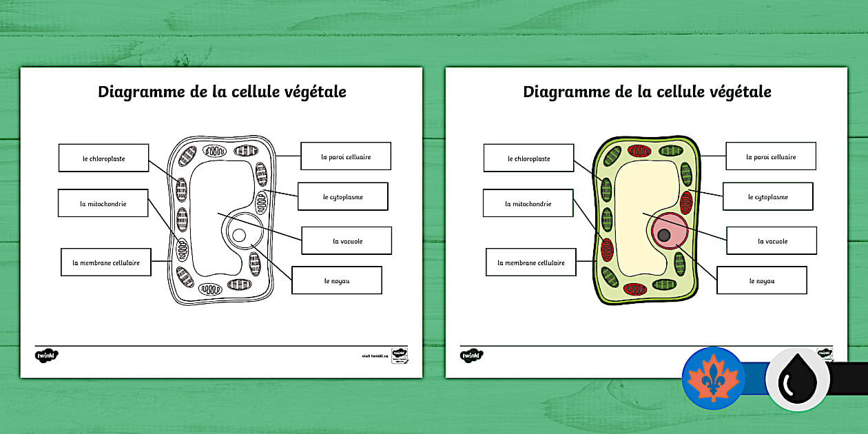 Plant Cell Diagram French Worksheet (teacher made) - Twinkl