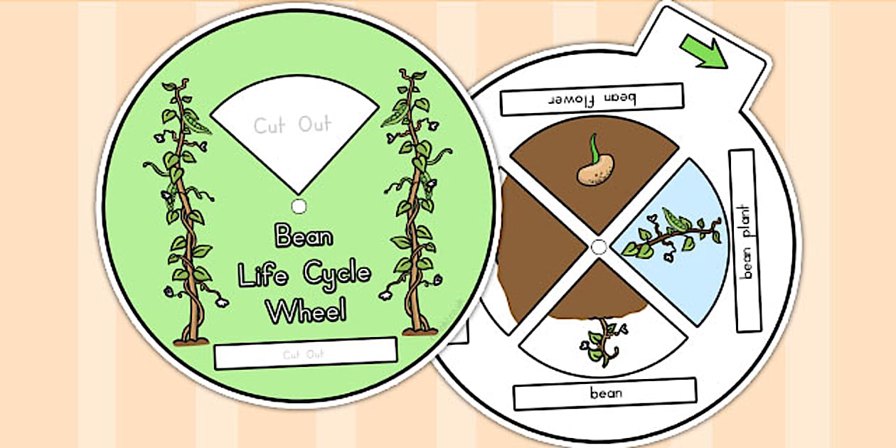 Black and White Bean Life Cycle Spin Wheel - Twinkl