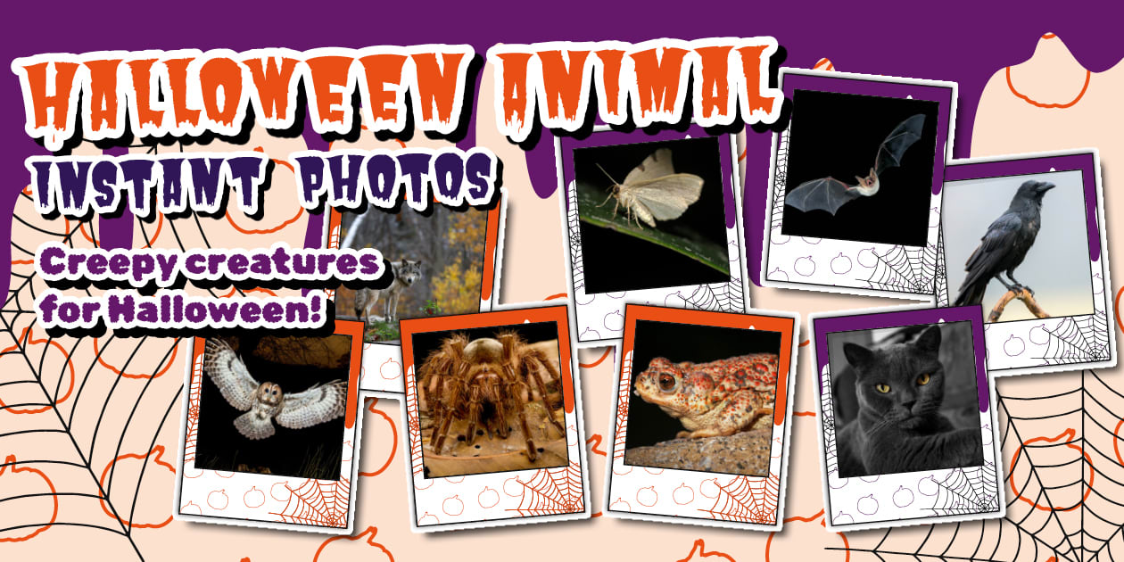 Halloween Animal Instant Photo Style Display Photos
