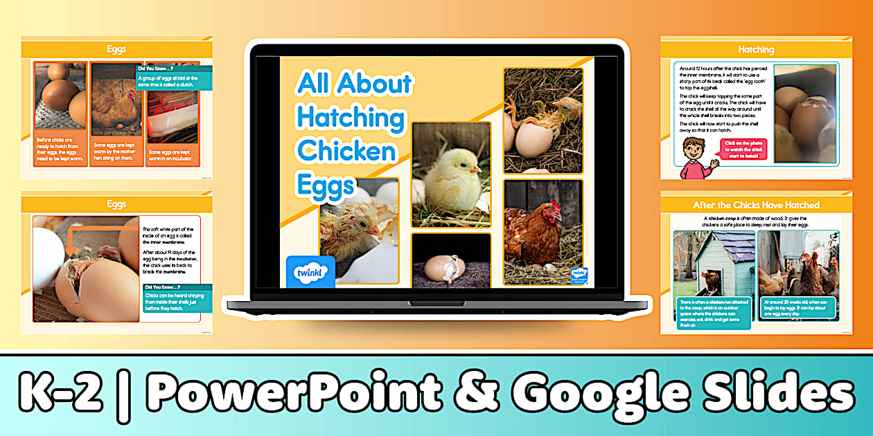 All About Hatching Chicken Eggs PowerPoint & Google Slides for K-2nd Grade