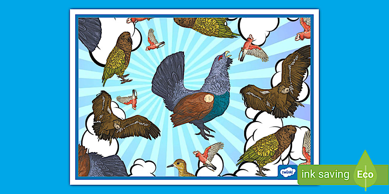 Birds Wall Art - Pop Art Display Poster (teacher made)