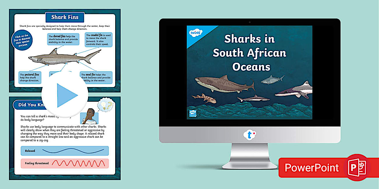 Sharks in South Africa PowerPoint - Life And Living - Twinkl