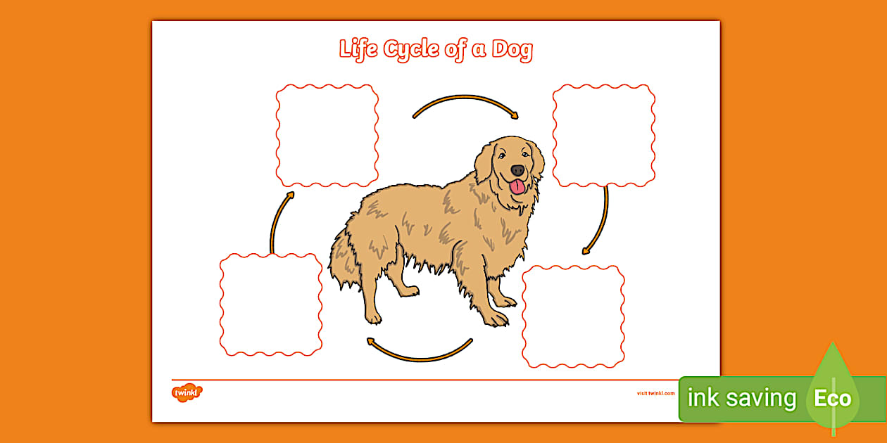 Life Cycle of a Dog Worksheet (teacher made) - Twinkl