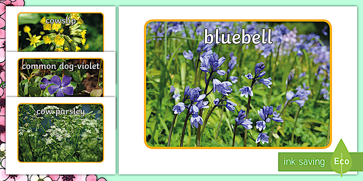 Spring Aistear Flowers Display Photos (Teacher-Made)