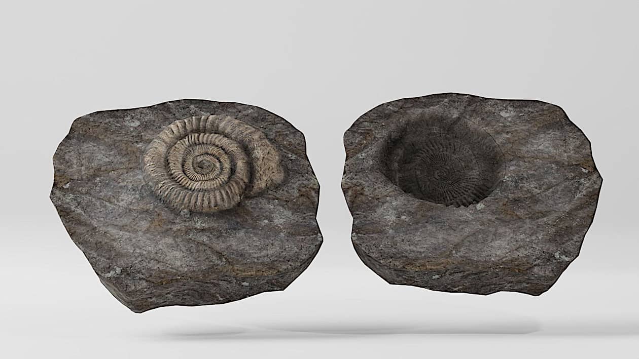 3D Model: Dinosaurs - Ammonite Fossil (teacher made)