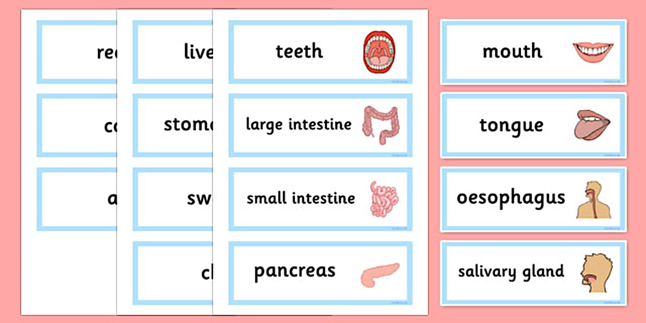 The Digestive System Word Cards (teacher made) - Twinkl