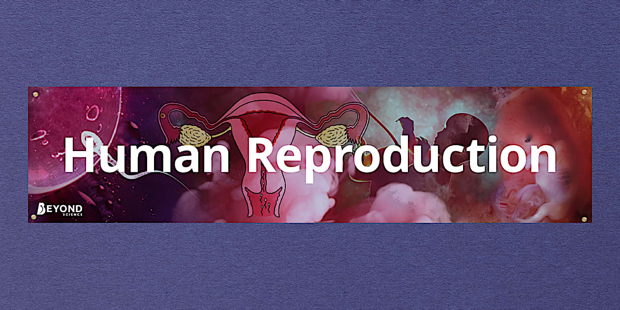 Human Reproduction Display Banner | KS3 Biology | Beyond