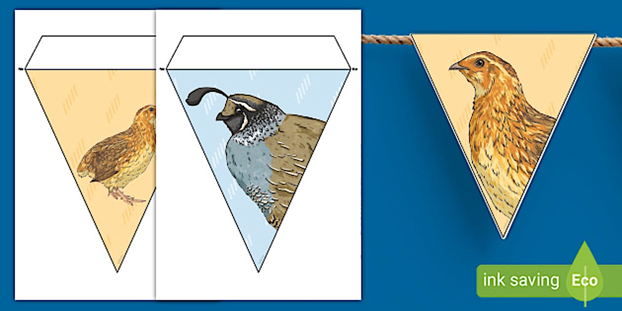 Quail Bunting – Display Bunting – Twinkl Resources