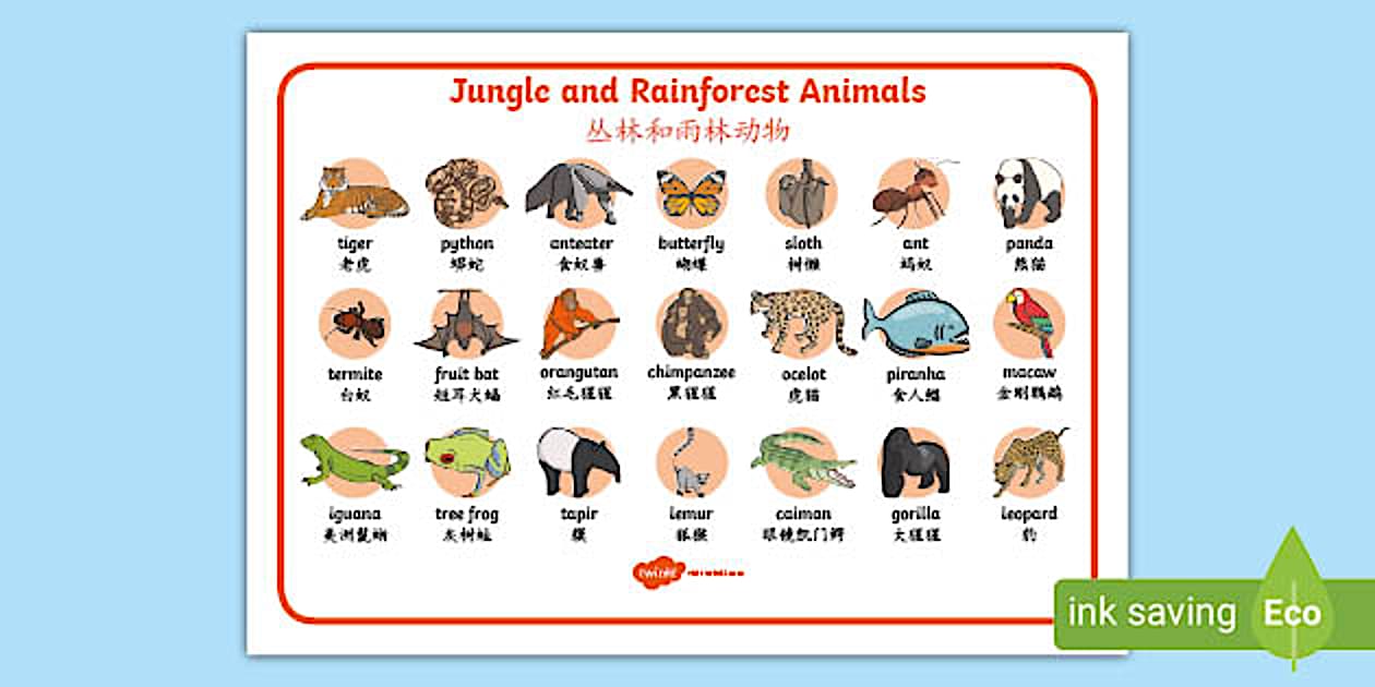 Jungle and Rainforest Word Mat - English/Mandarin Chinese