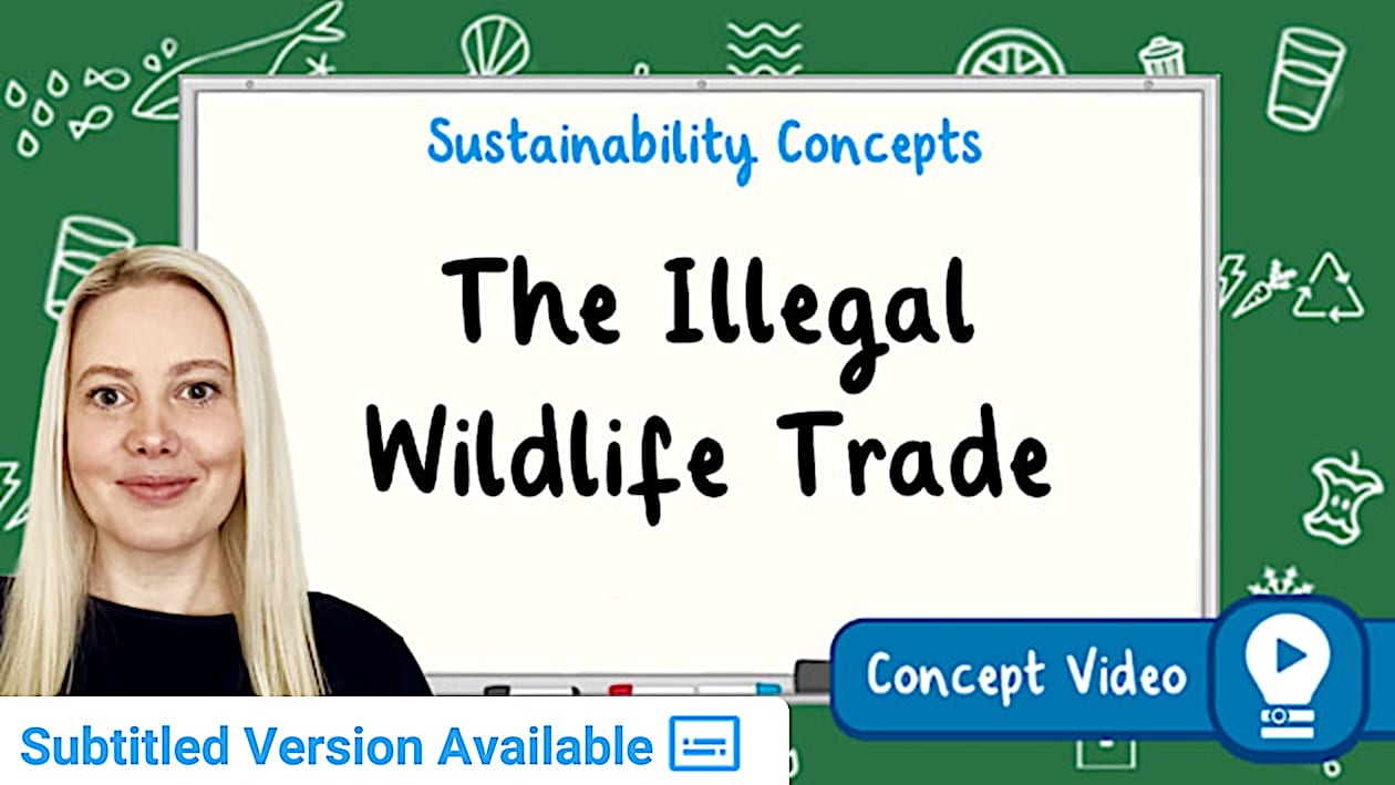The Illegal Wildlife Trade | KS2 Sustainability Concept Video