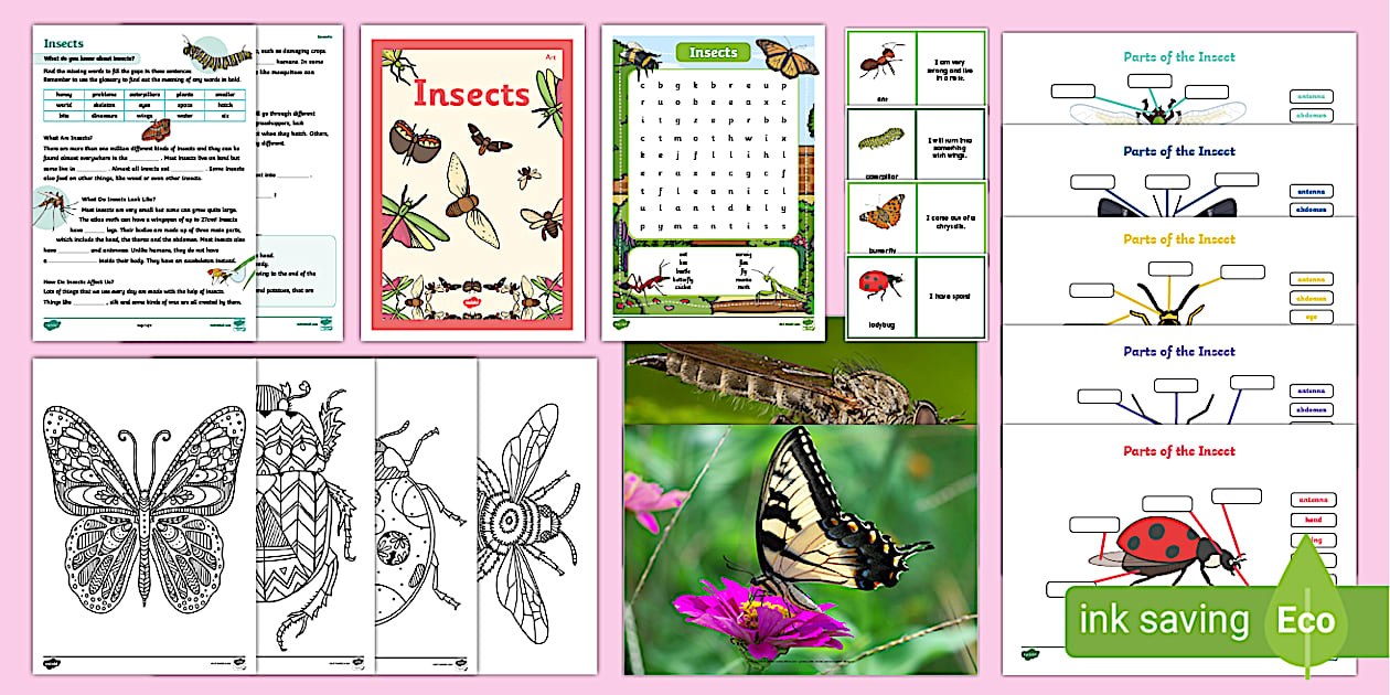 Whole School Insect Week Activity Pack (Teacher-Made)
