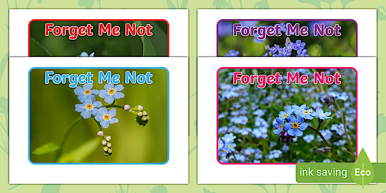 Forget Me Not Photo Pack (teacher made) - Twinkl