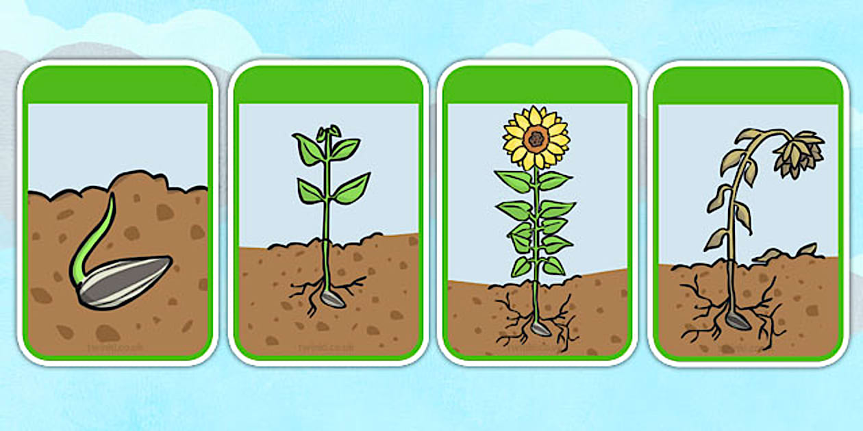 Black and White Sunflower Life Cycle Flashcards - Twinkl