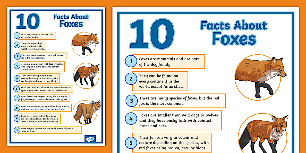 10 Facts about Foxes Display Poster (teacher made) - Twinkl