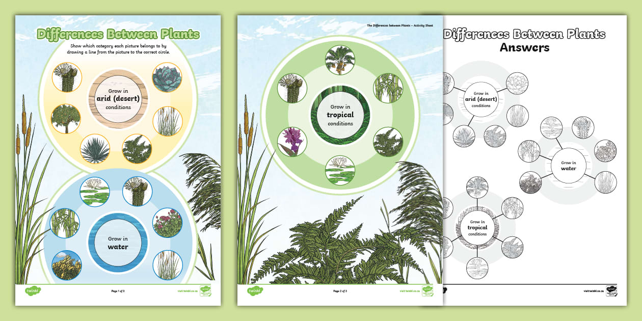 The Differences between Plants – Activity Sheet - Twinkl
