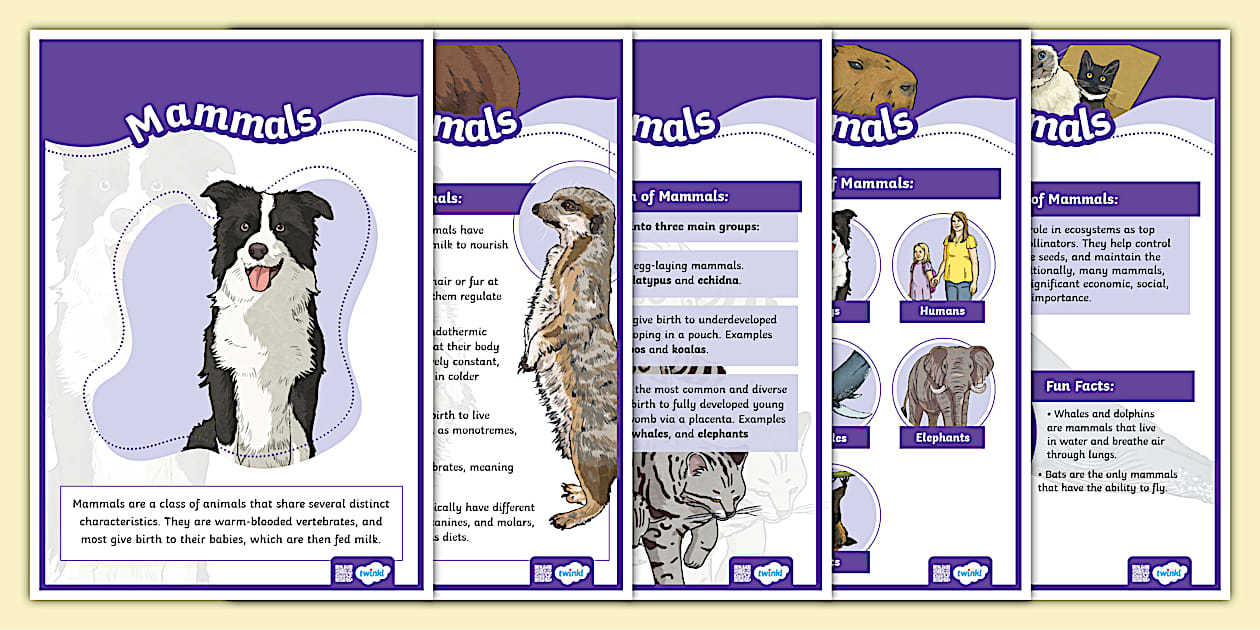 Mammals poster (teacher made) - Twinkl
