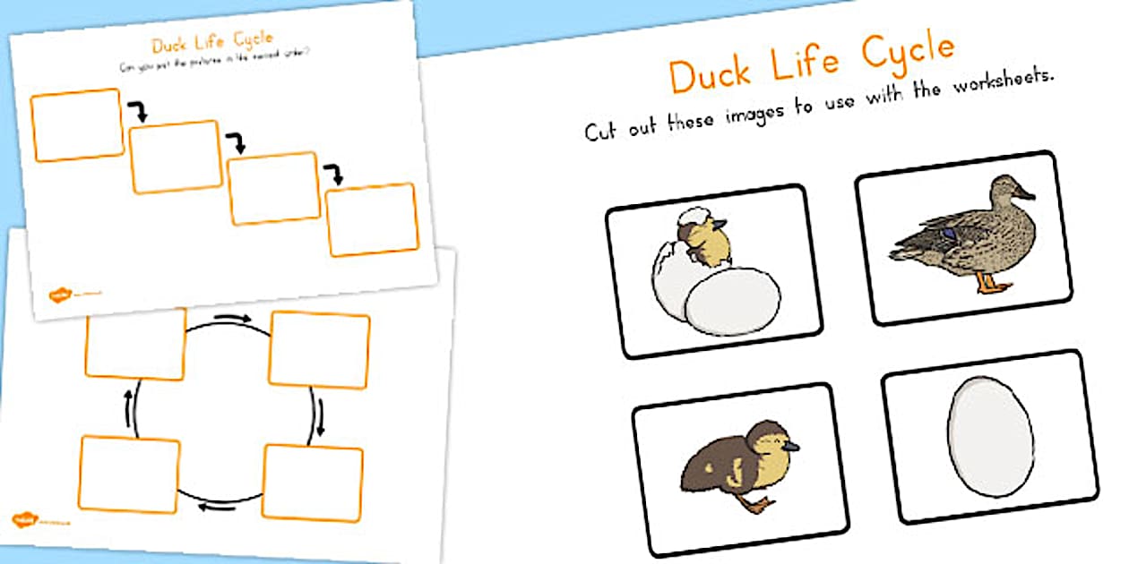 Editable Duck Life Cycle Worksheets (creat de profesori)