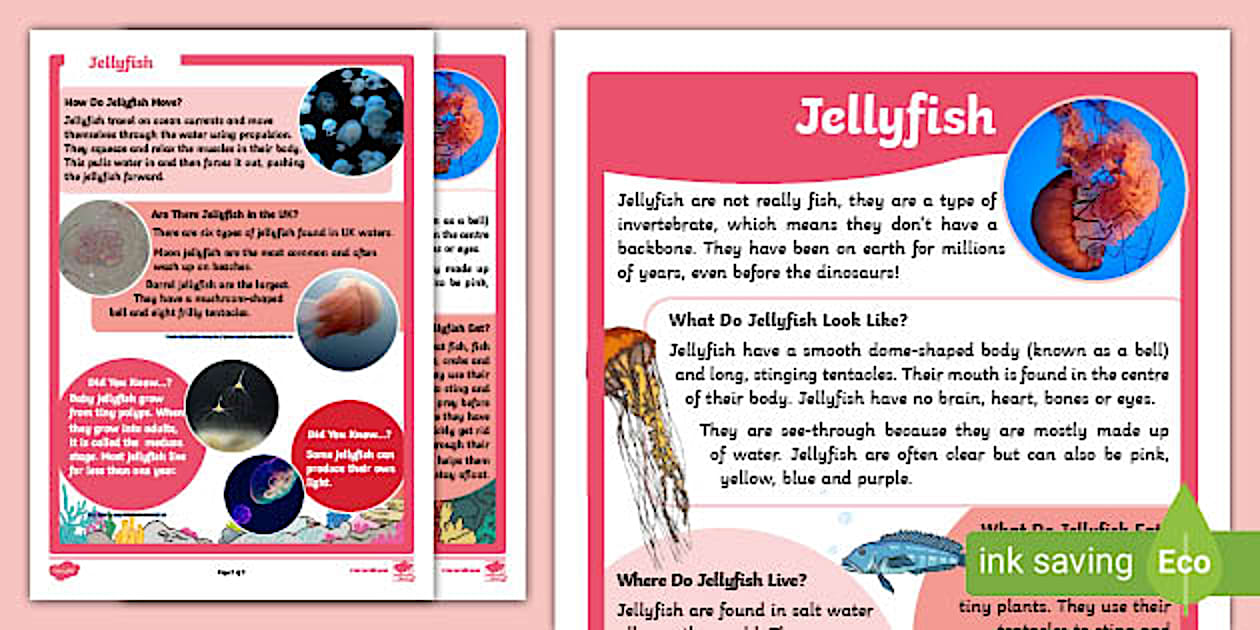 KS1 Jellyfish Fact File (teacher made) - Twinkl