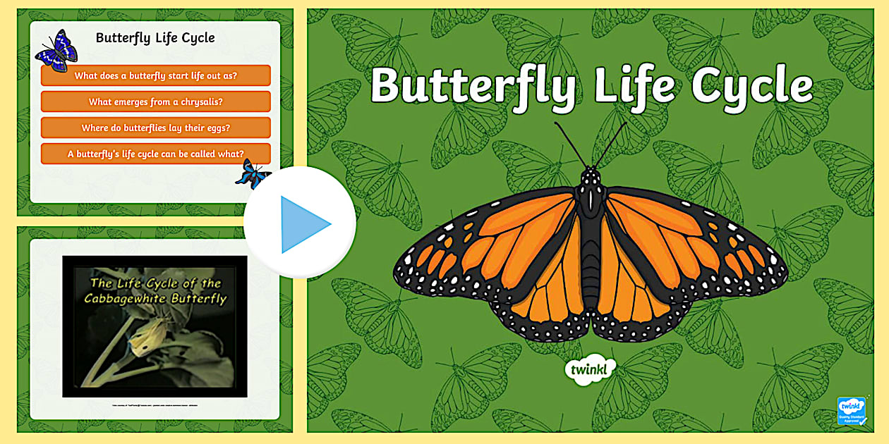 KS1 Minibeasts Butterfly Life Cycle Video PowerPoint