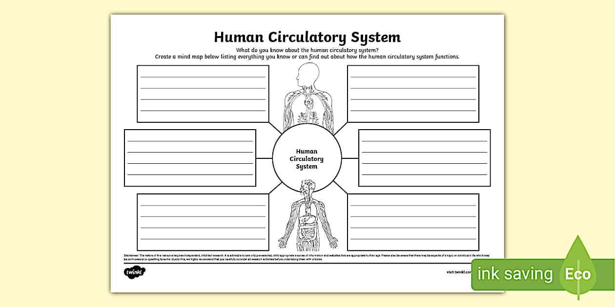 Human Circulatory System Mind Map (teacher made) - Twinkl