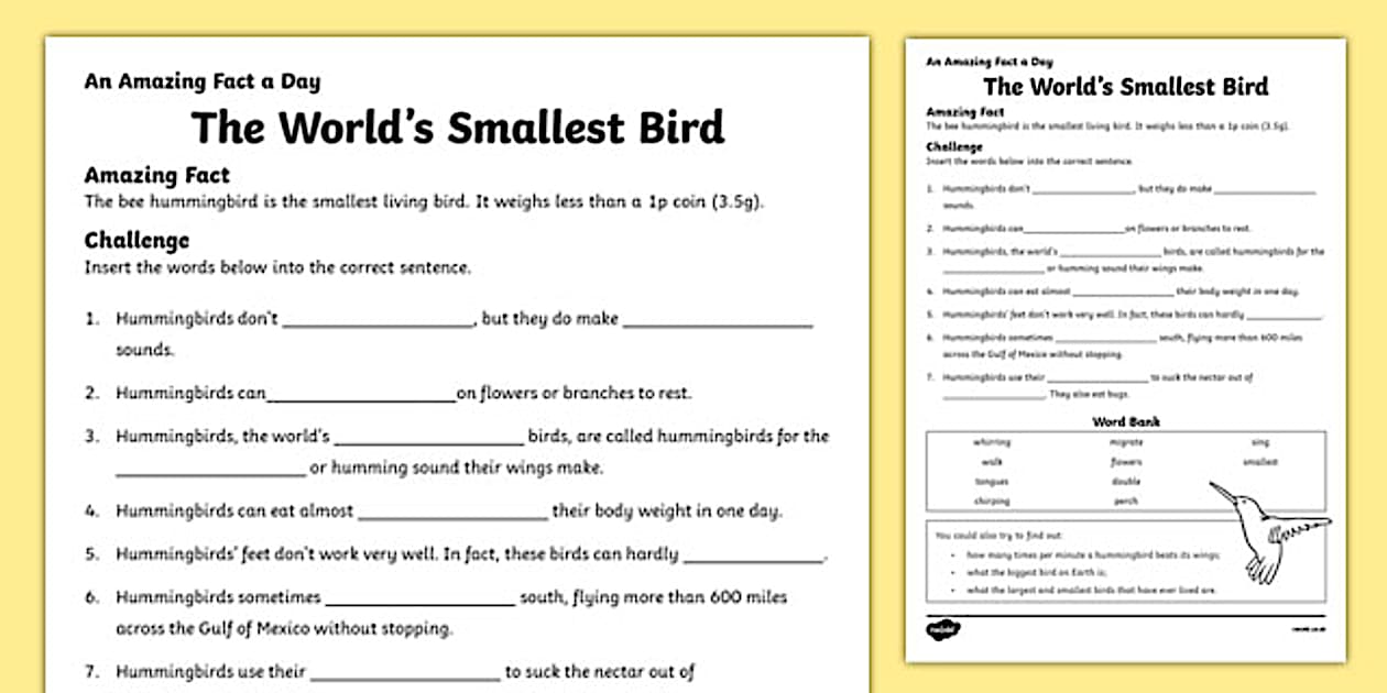 Editable The World’s Smallest Bird Worksheet - Twinkl