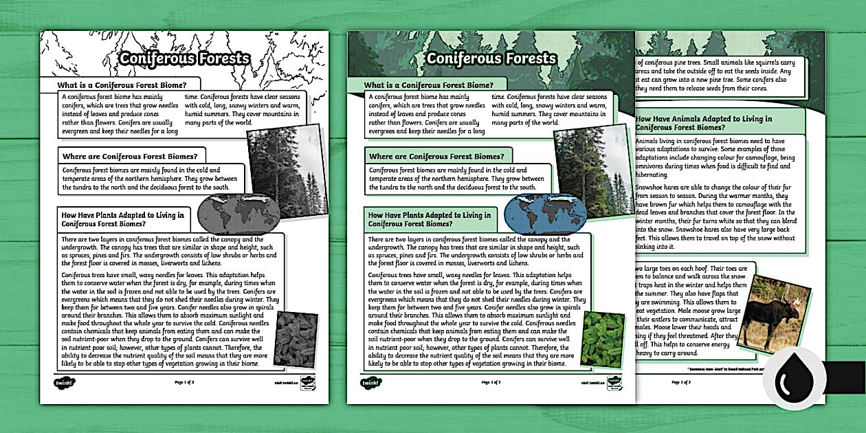 Coniferous Forests Fact File - Twinkl