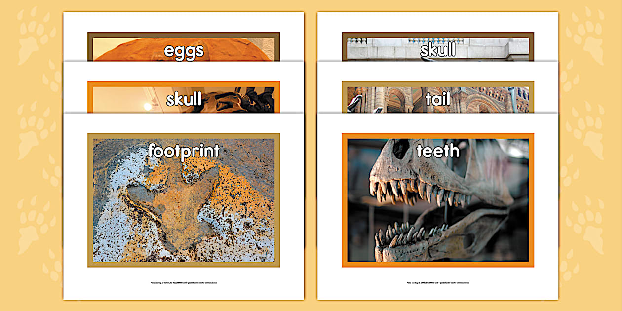 Dinosaur Fossil Photos to Print for Kids | Twinkl USA