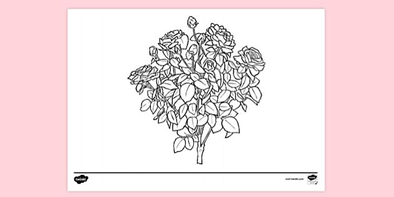 Rose Bush Colouring Sheet | Colouring Sheets - Twinkl