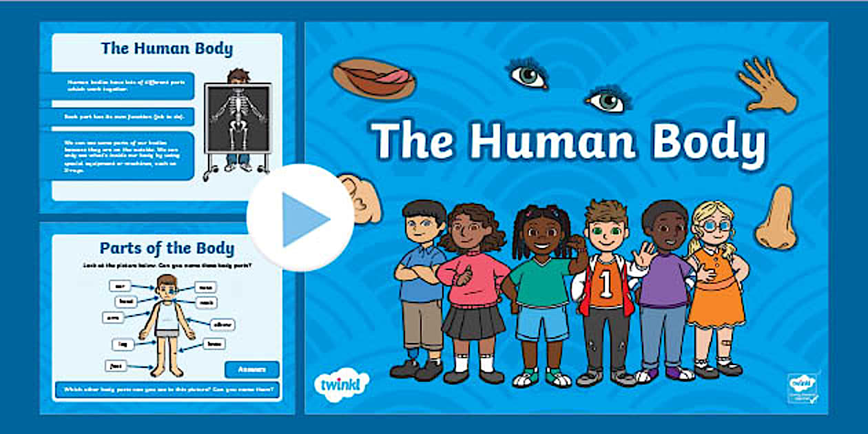 KS1 Human Body Information PowerPoint (teacher made)