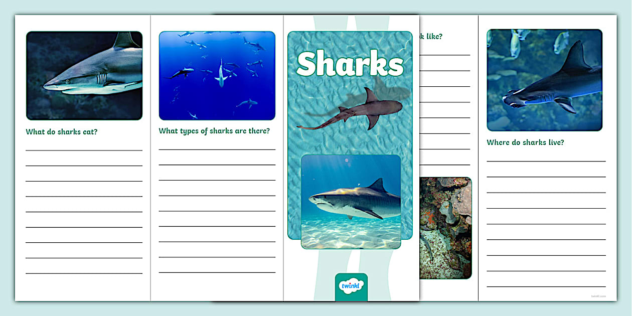 Sharks Leaflet Template (teacher made) - Twinkl