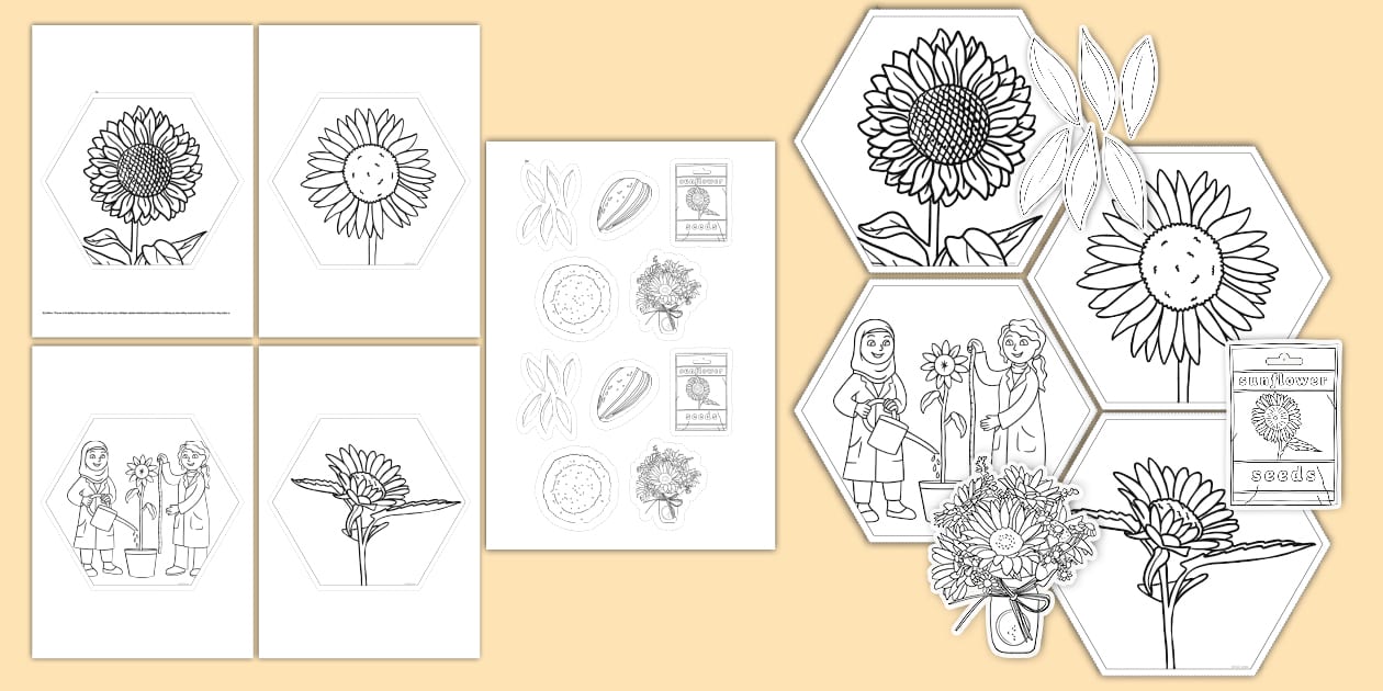 Sunflower Hexagon Display Colouring Activity (Teacher-Made)