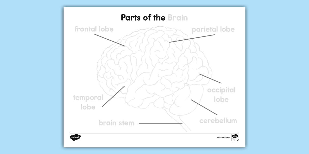 Parts of the Brain Trace and Color Worksheet for K-2nd Grade