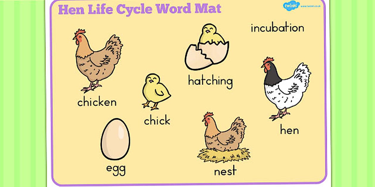 Hen Life Cycle Word Mat (teacher made) - Twinkl