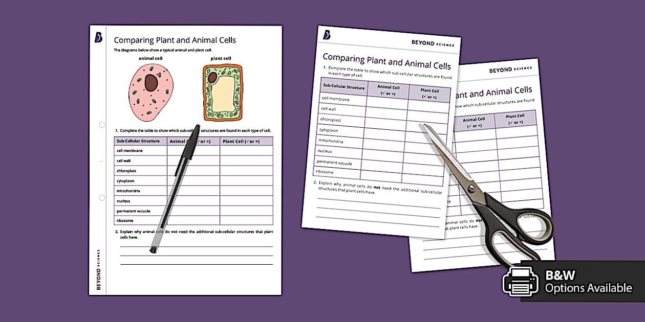 Comparing Plant and Animal Cells Worksheet | KS3 Biology