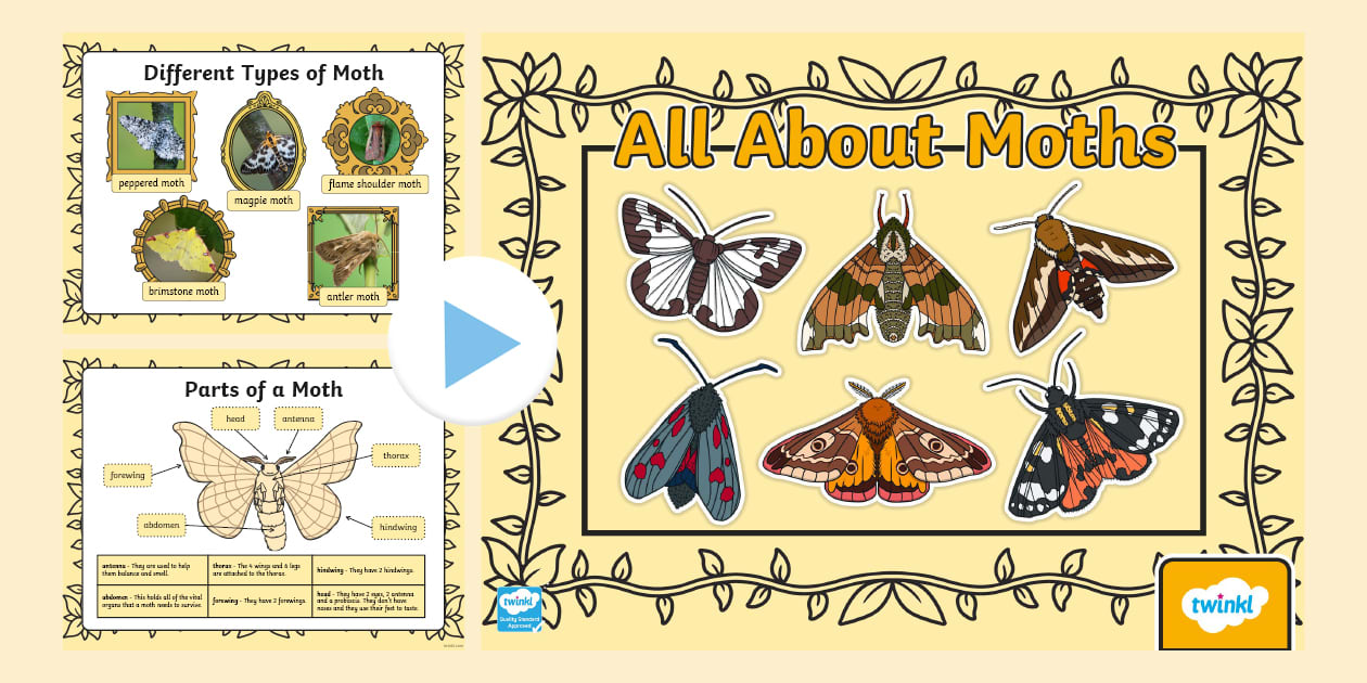 All About Moths Information PowerPoint (teacher made)