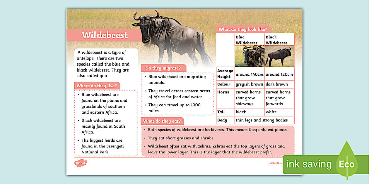 KS1 Wildebeest Fact File (teacher made) - Twinkl