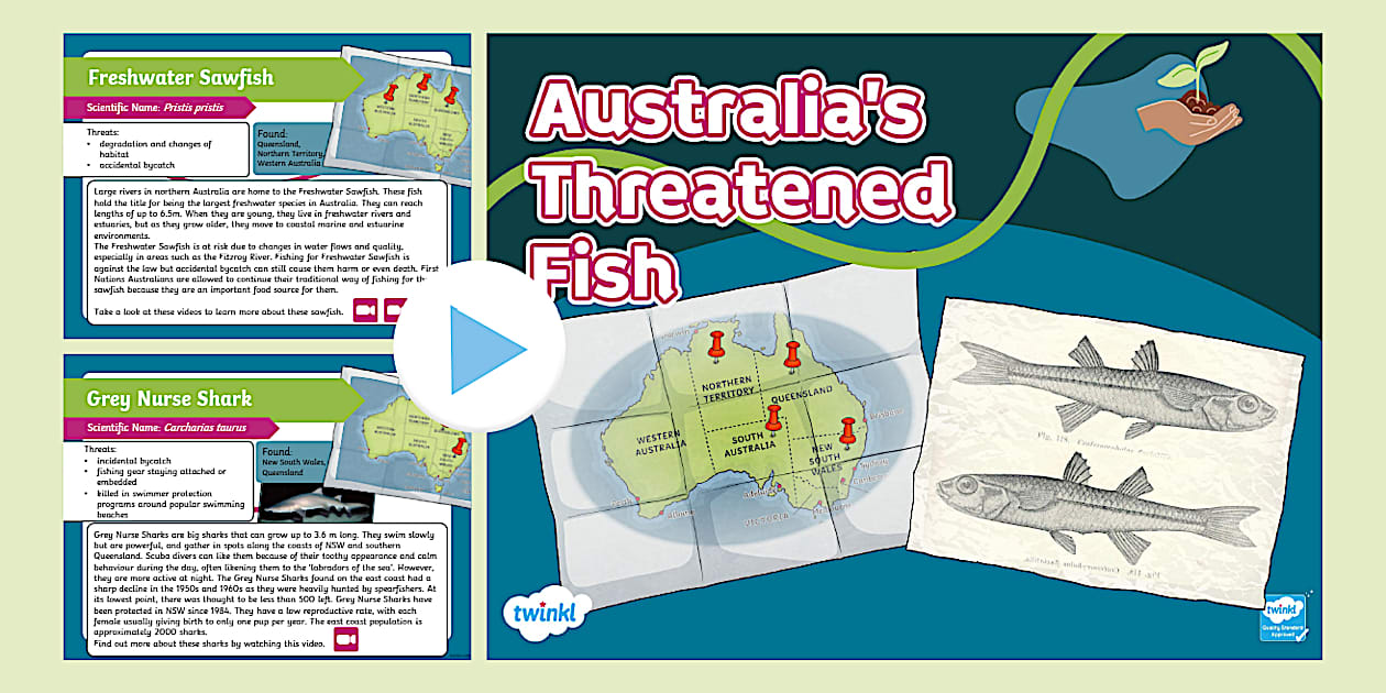 Australia's Threatened Fish PowerPoint (teacher made)