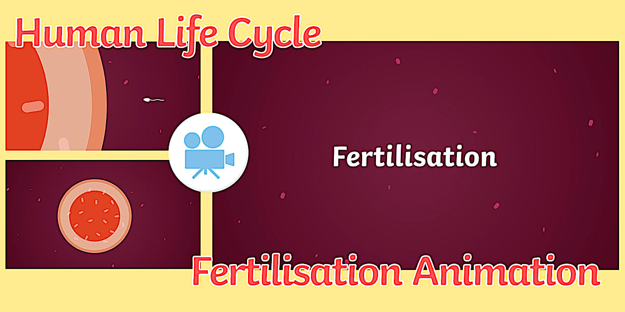 Knowledge Organisers: KS2 Fertilisation Animation | Twinkl