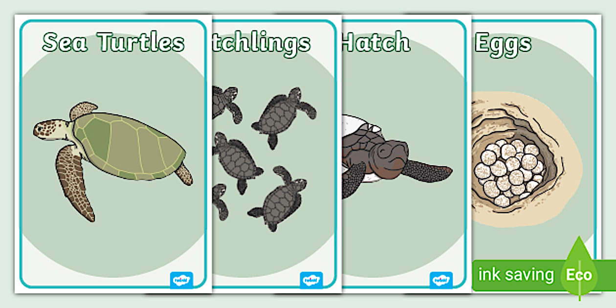 Sea Turtle Life Cycle Growth Display Posters (under the Sea)