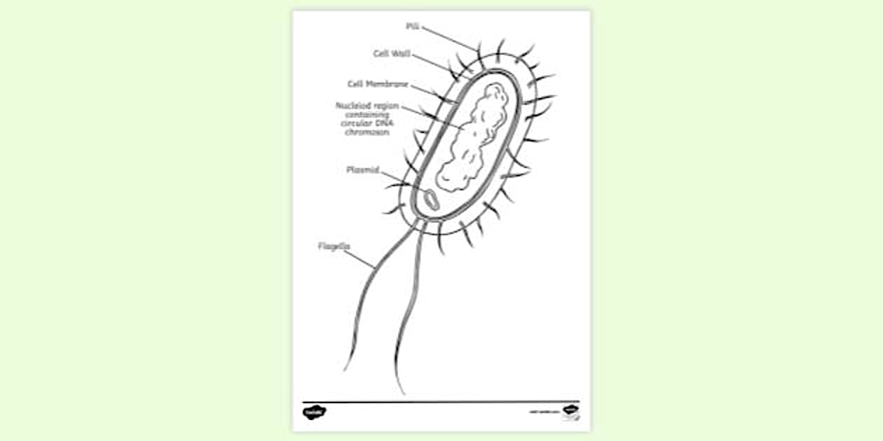 Prokaryotic Cell Labelled Colouring Sheet | Colouring