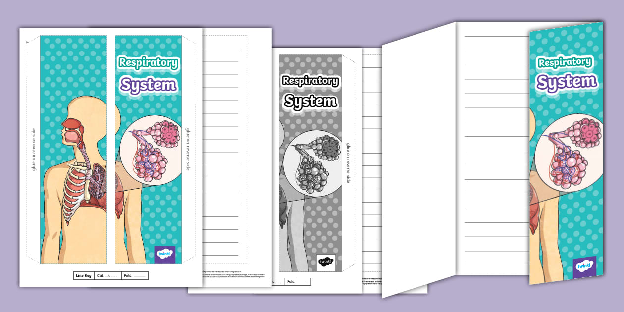 Respiratory System Folding Writing Template (teacher made)