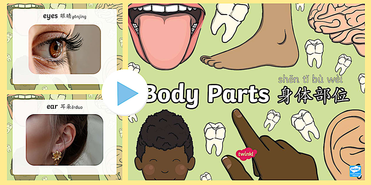 Parts of the body PowerPoint English/Mandarin-Chinese-Pinyin