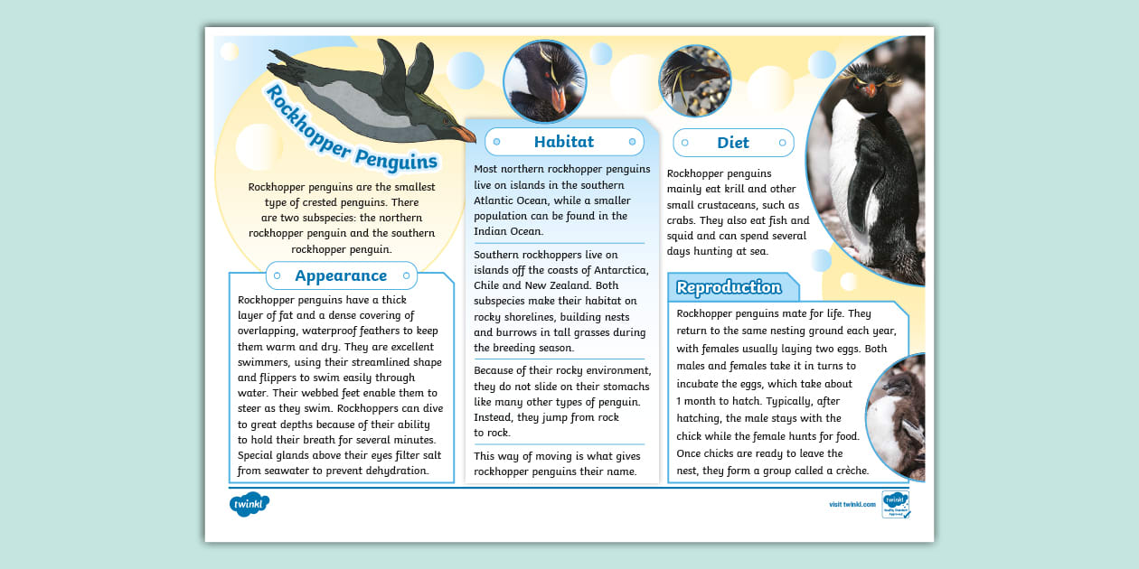 KS2 Rockhopper Penguin Fact File (teacher made) - Twinkl