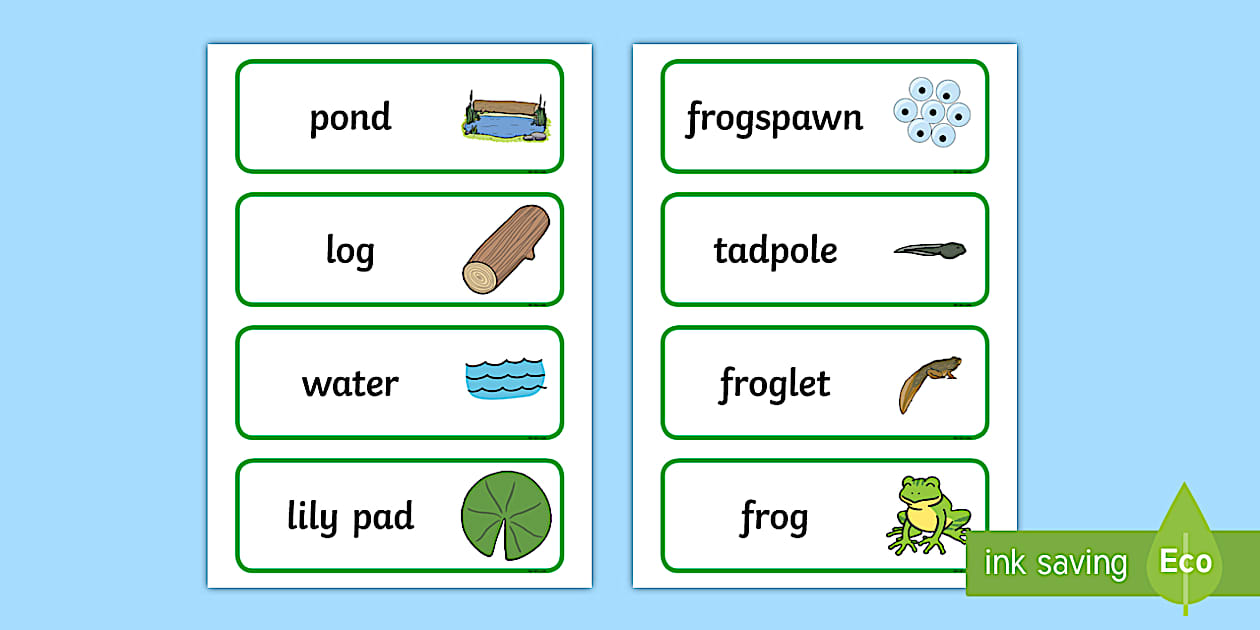 Cursive Life Cycle of a Frog Word Cards (teacher made)