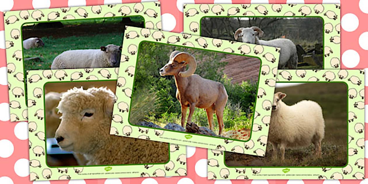 Sheep Display Photos (teacher made) - Twinkl